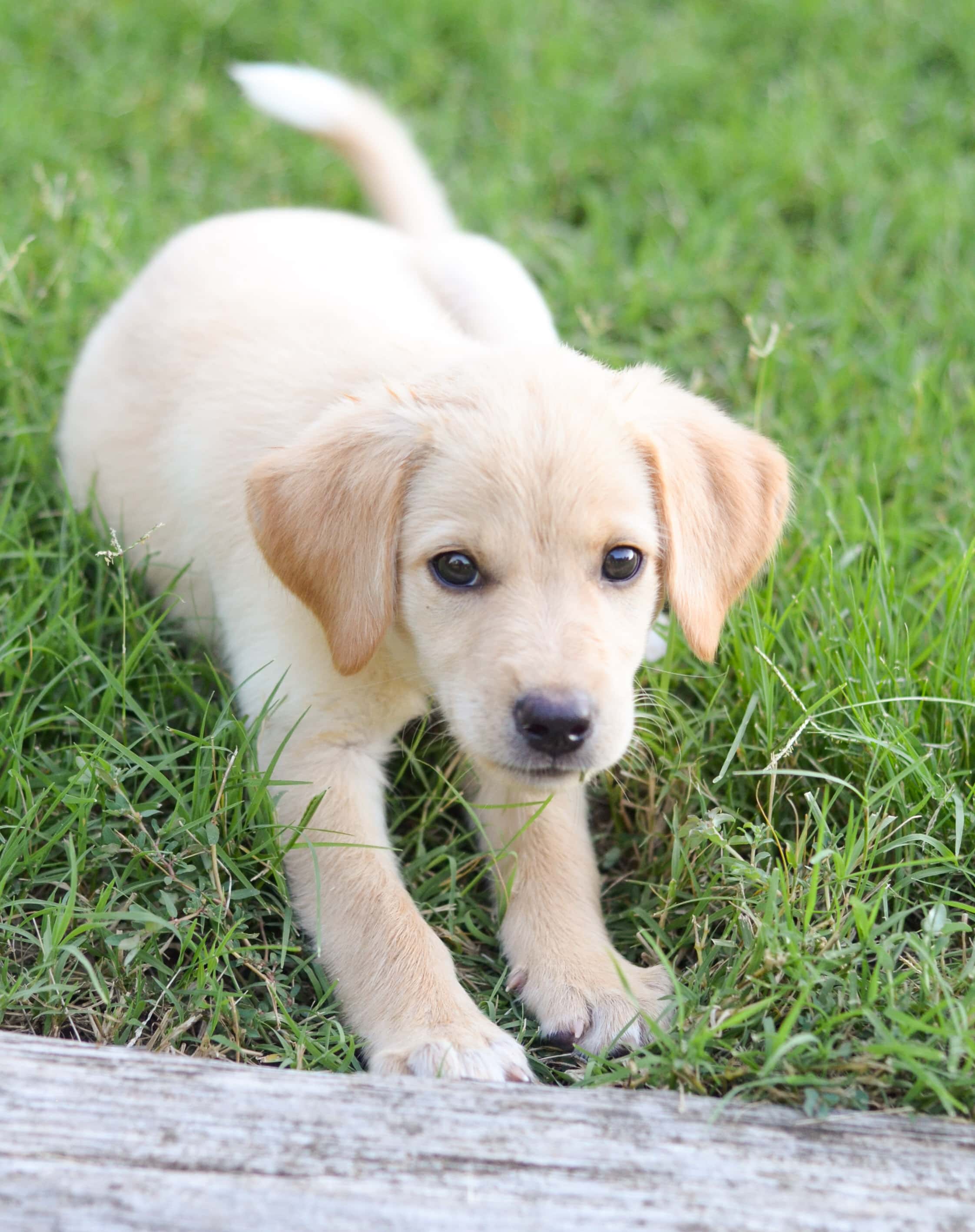 Is Pupperoni Safe For Puppies