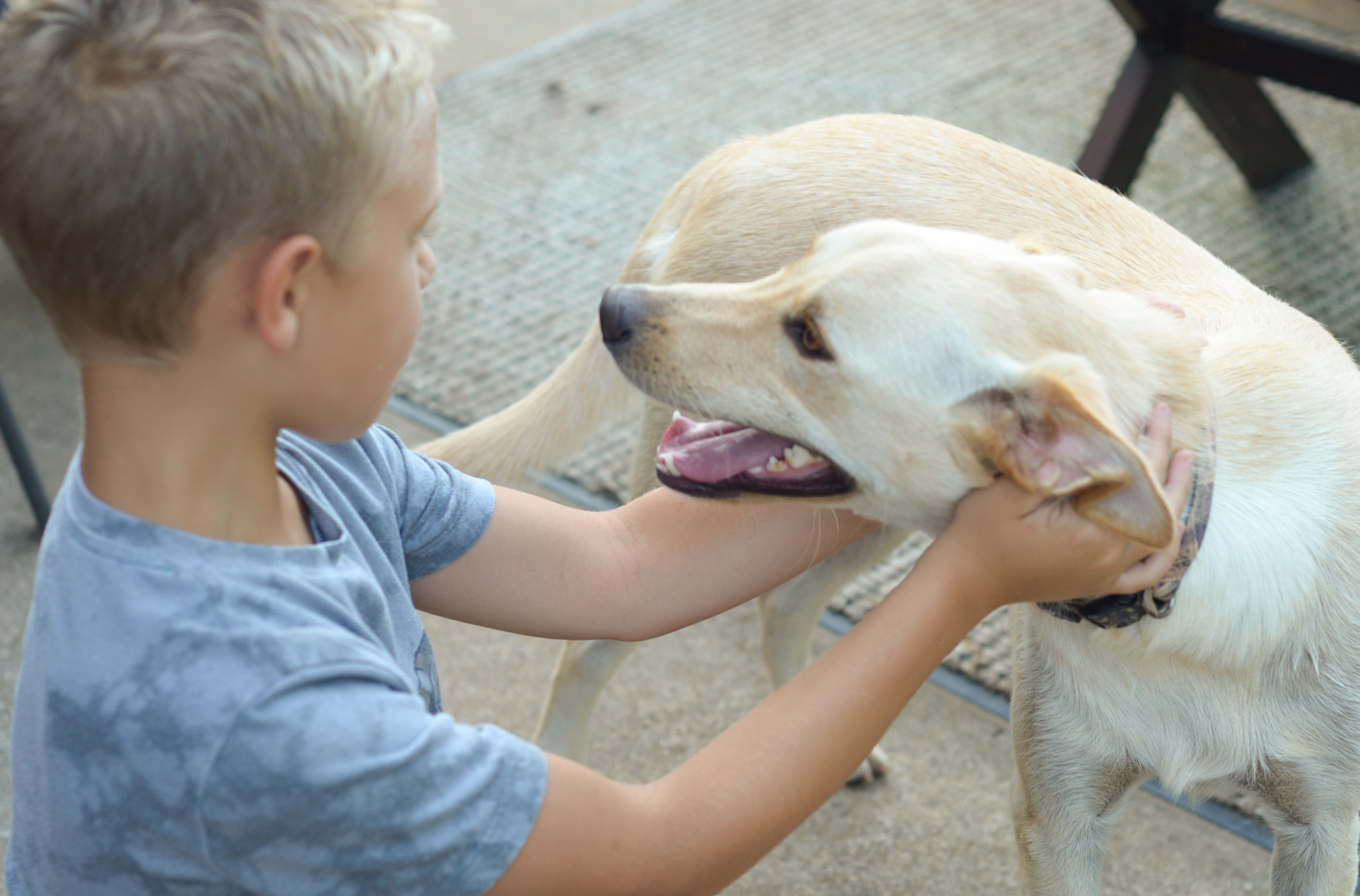 5 Dog Training Tips - Mommy Hates Cooking